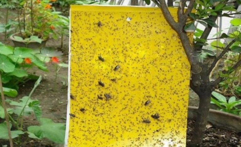 Get Rid of Fly Problem in Your Home Using Fly Sticky Traps - Safe ...