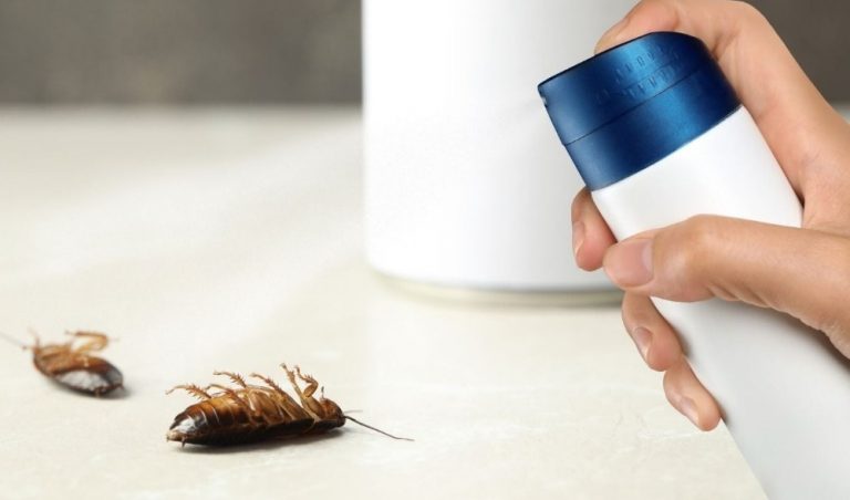 5 Best Insecticides to Kill Insects in Minutes - Safe-Killer.com