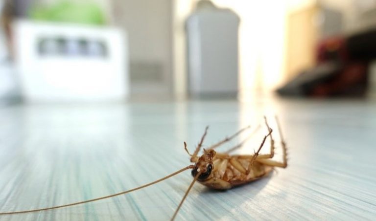 How to Get Rid Of Household Pests in Your Home - Safe-Killer.com