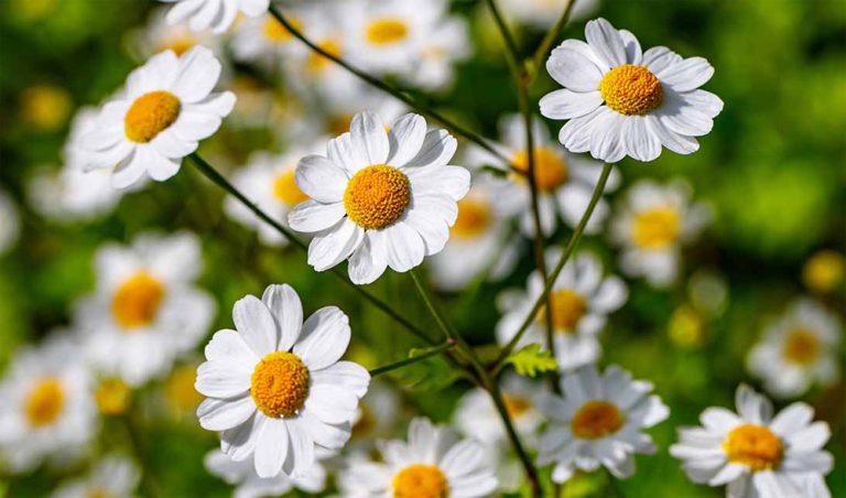 Pyrethrins and Pyrethroids: You Know Their Differences? - Safe-Killer.com